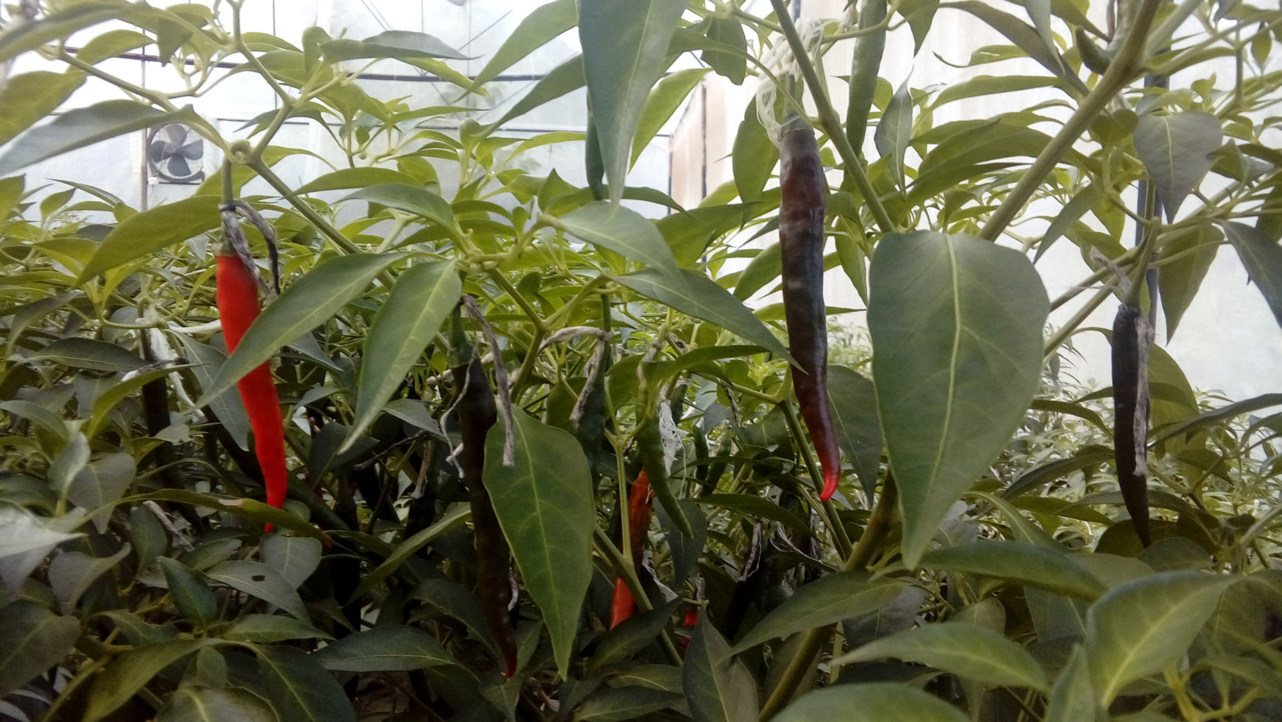 The Seeds - Chilli seeds, seeds, Chilli hybrids, MICH HY1, 1st local ...