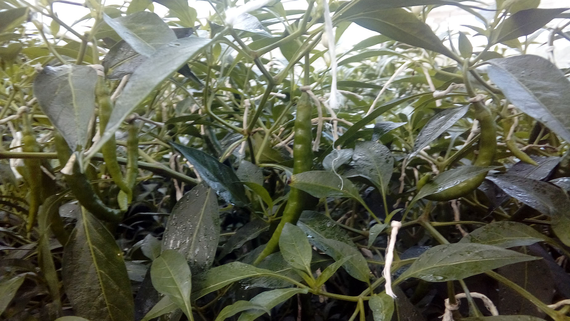 The Seeds - Chilli seeds, seeds, Chilli hybrids, MICH HY1, 1st local ...